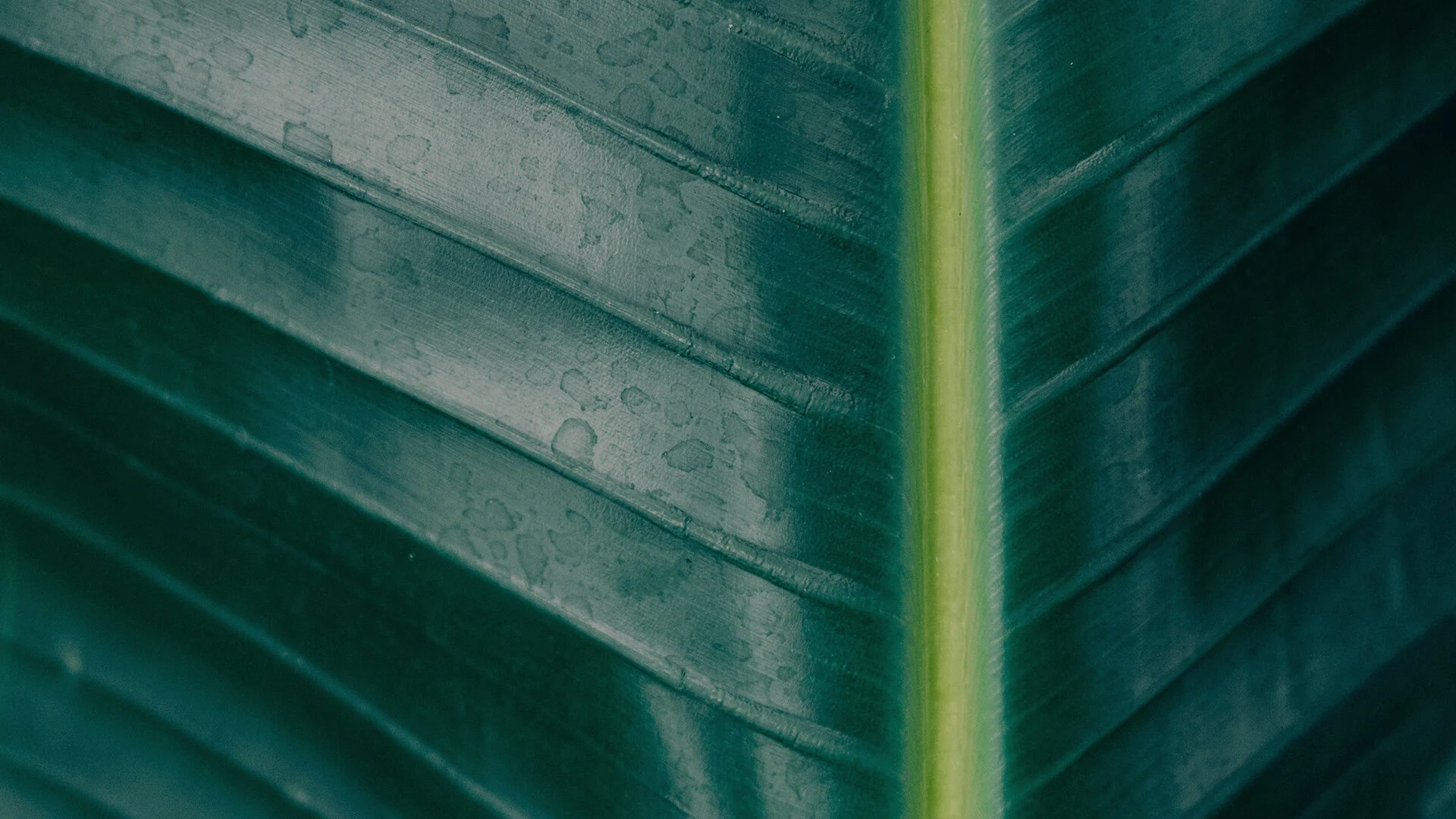 What to Expect — Shield Chiropractic