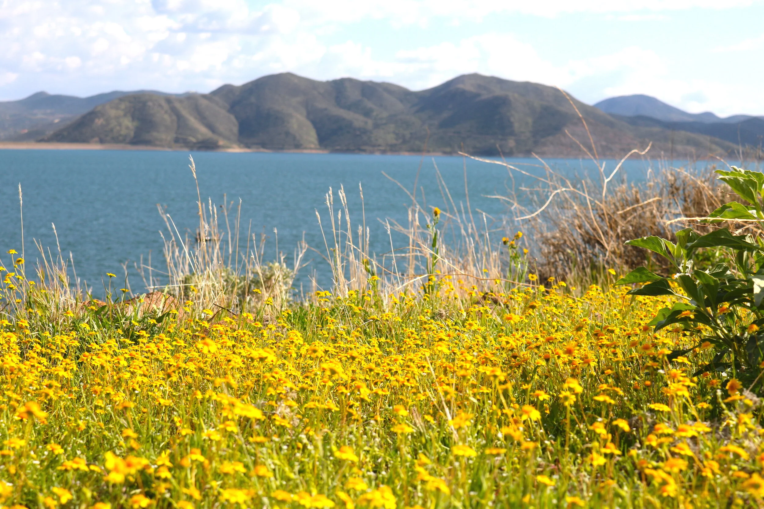 About Diamond Valley Lake