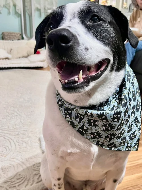 Shop Brit & Bear Now!