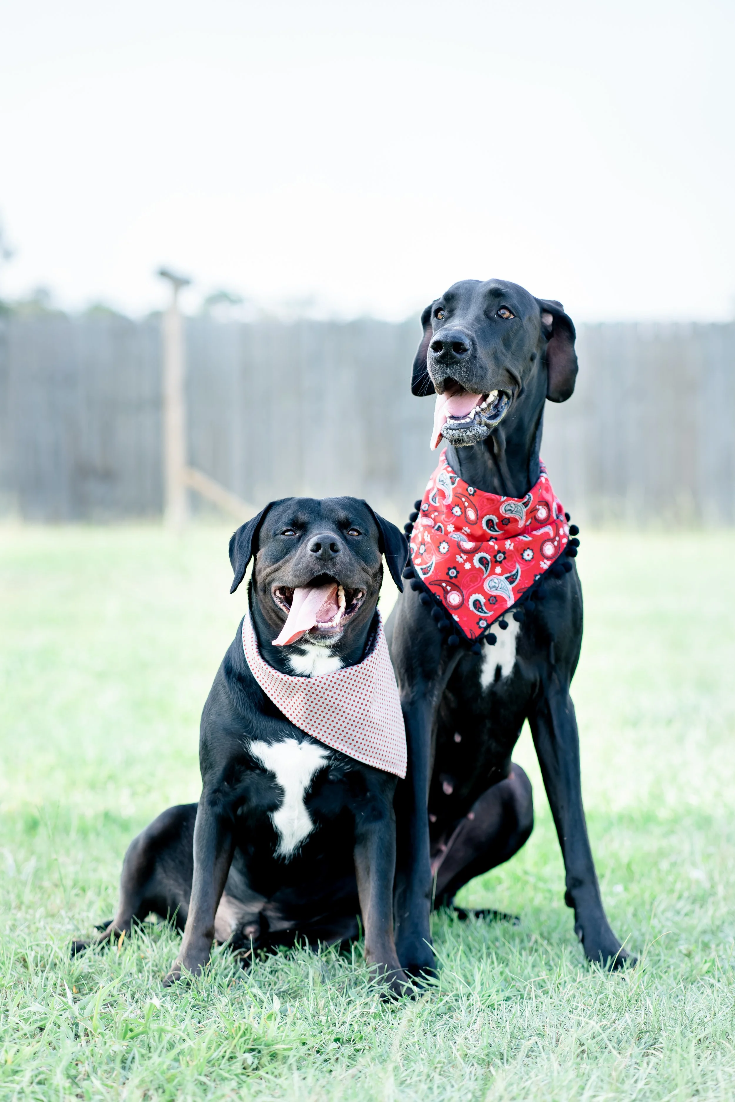 Shop Brit & Bear Now!