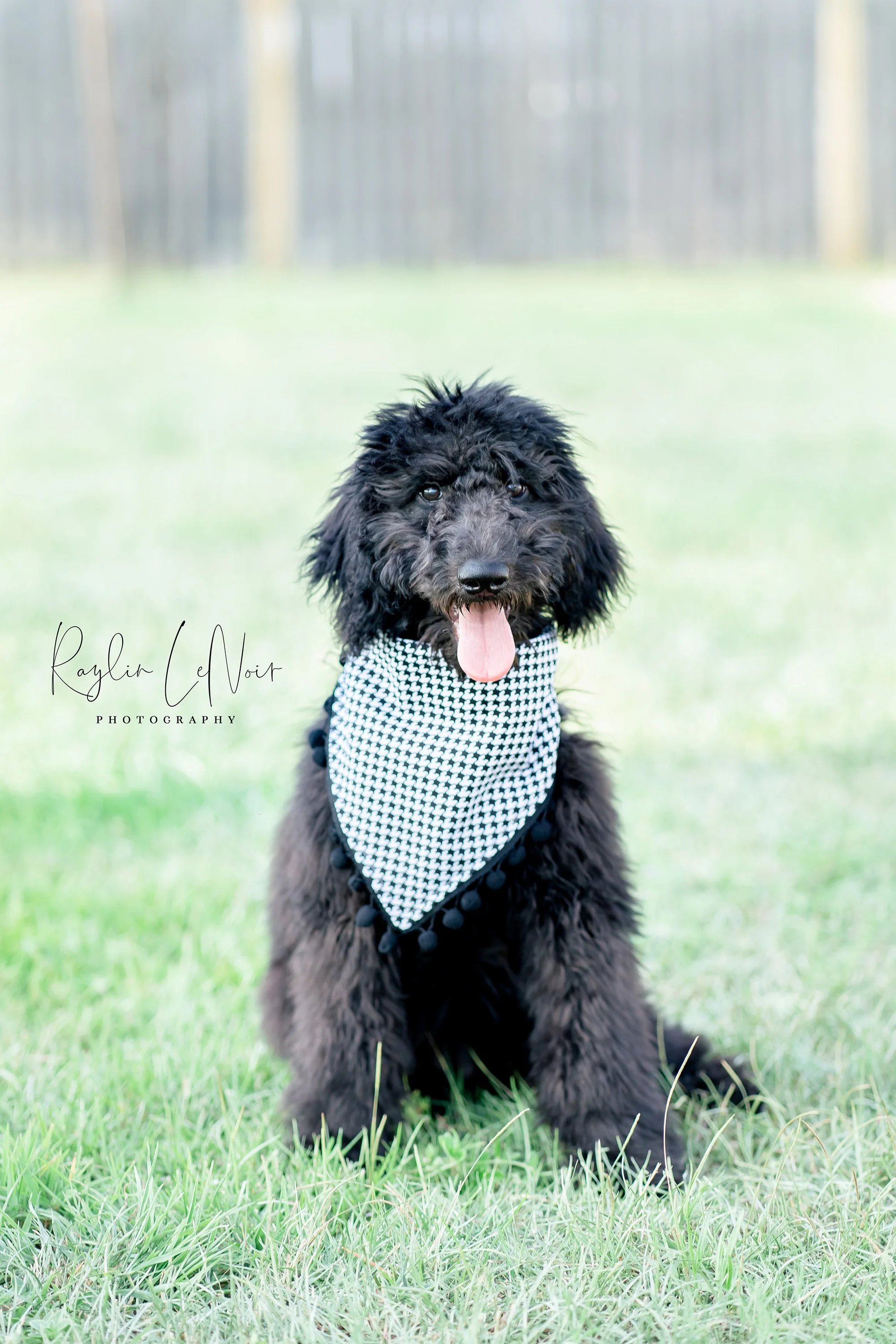 Shop Brit & Bear Now!