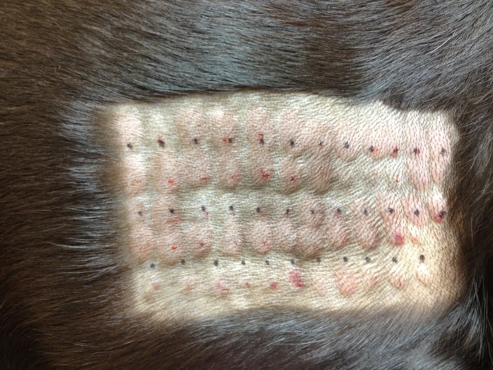 Services — Veterinary Healing Arts