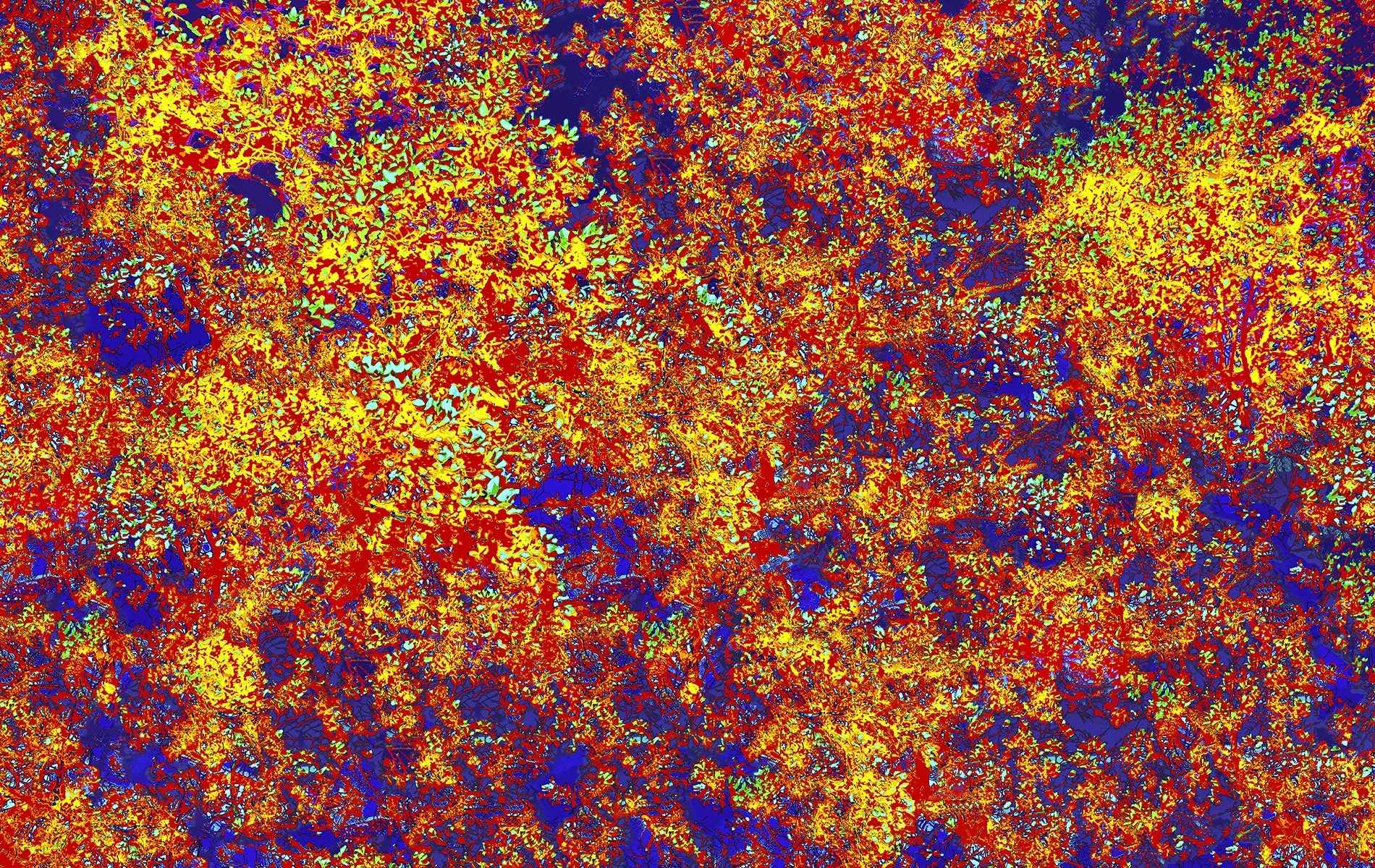 SUBLIMINAL PROCESSING — DAN MCGARRAH