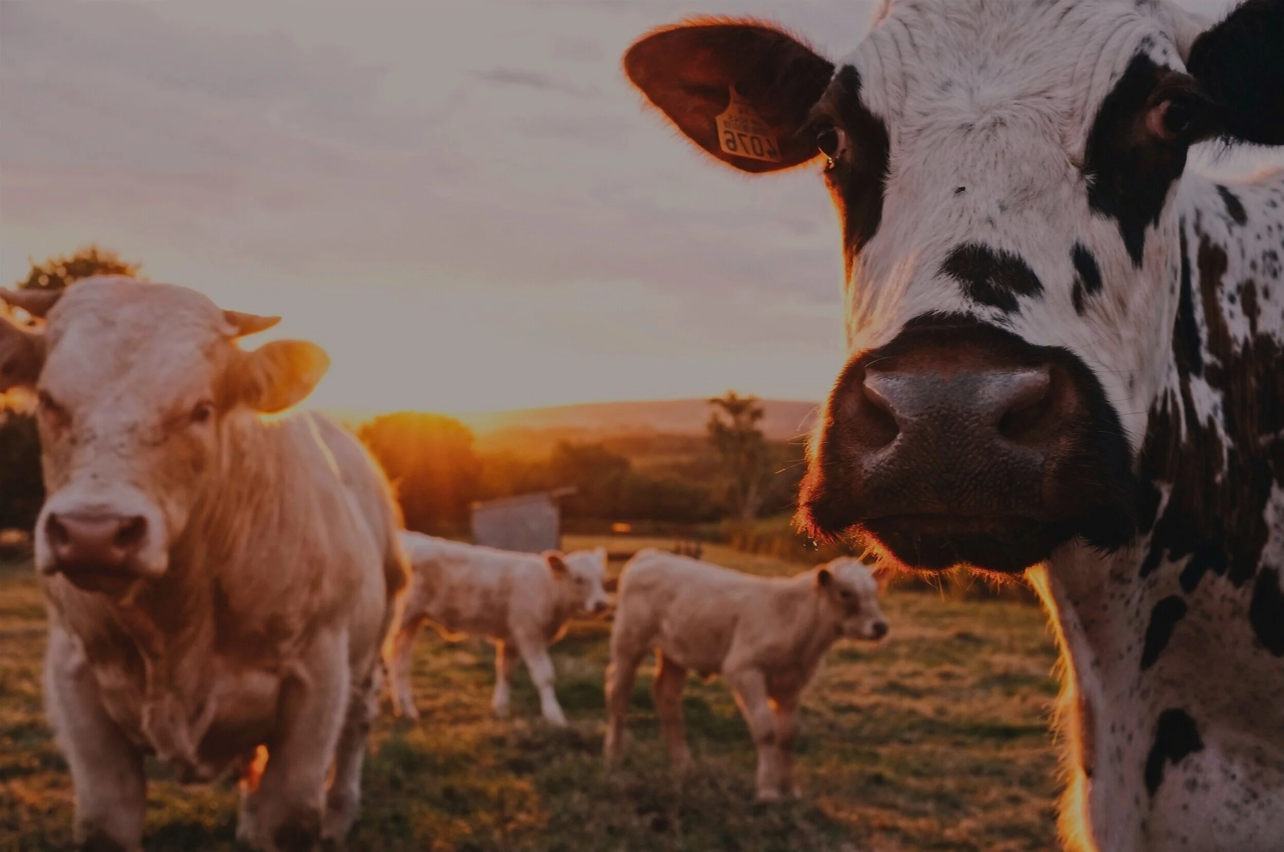 Intendit Dairy Solutions | Dairy Consultants