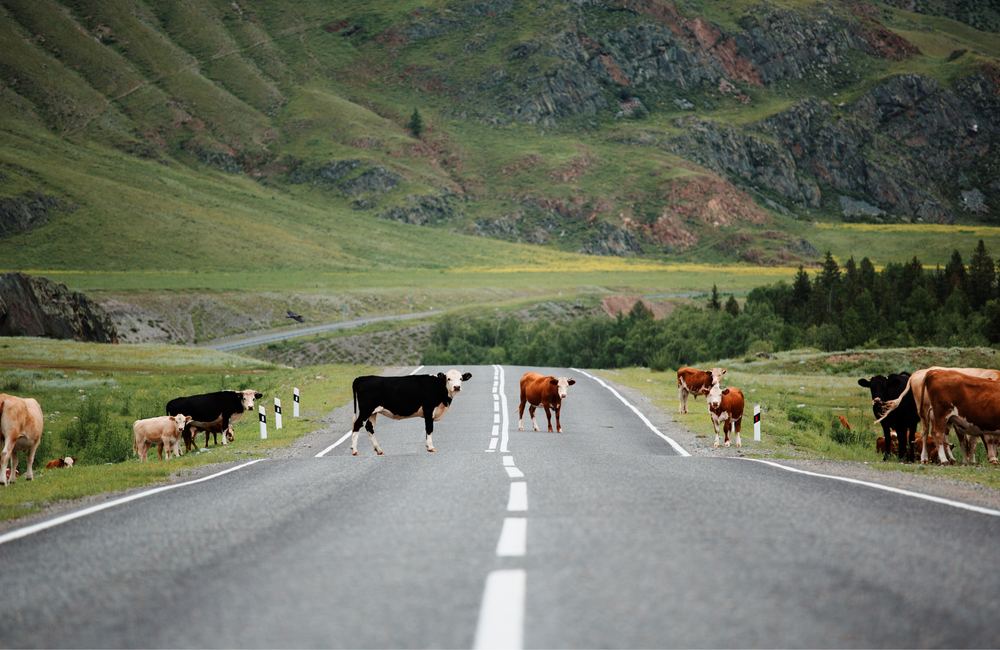 Logistics/Supply Chain — Intendit Dairy Solutions Dairy Consultants