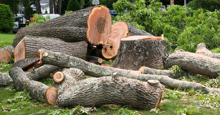 How To Choose A Tree Removal Contractor — Tree Removal & Tree Services ...