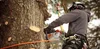 Why Regular Tree Maintenance is Essential: A Guide to Pruning ...