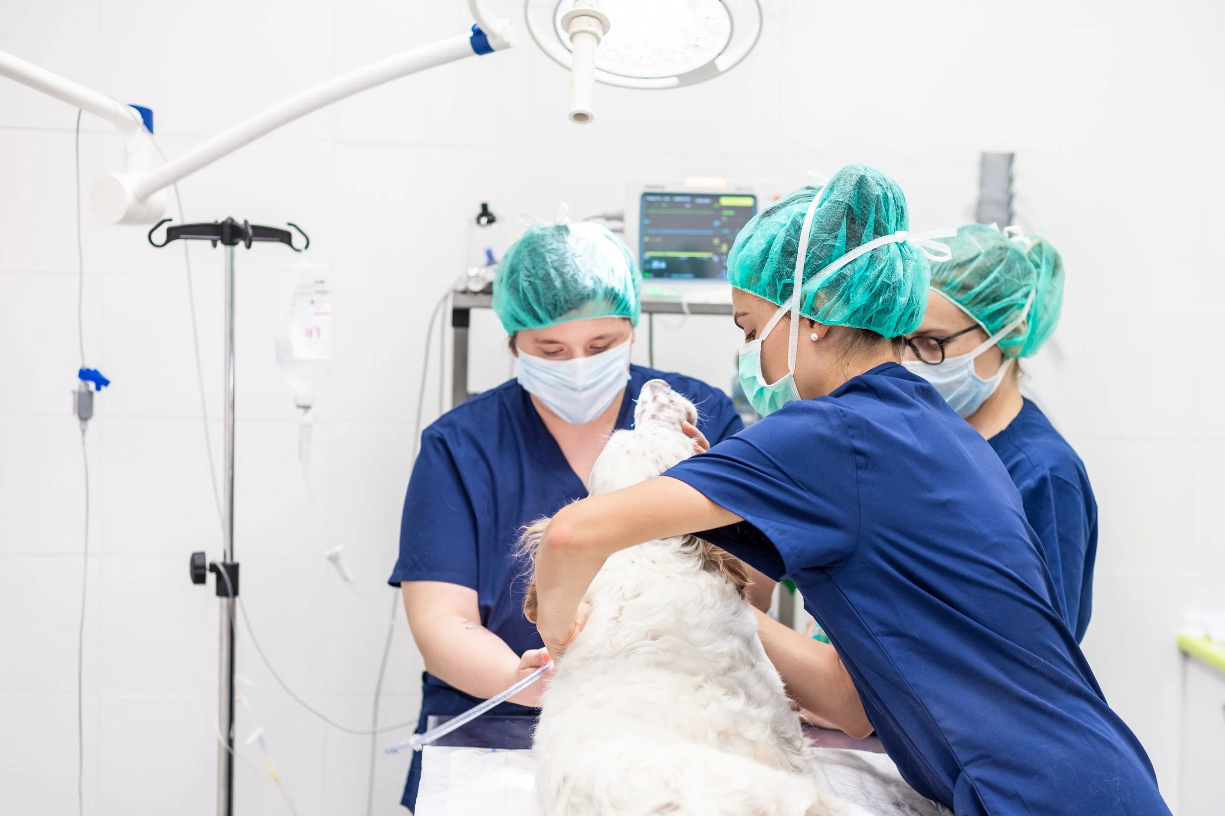 Allied Veterinary Professional Regulatory Council of New Zealand