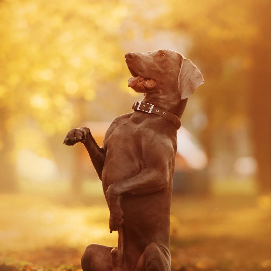 The Problem with Sit Pretty — CANINE HEALTH & REHABILITATION