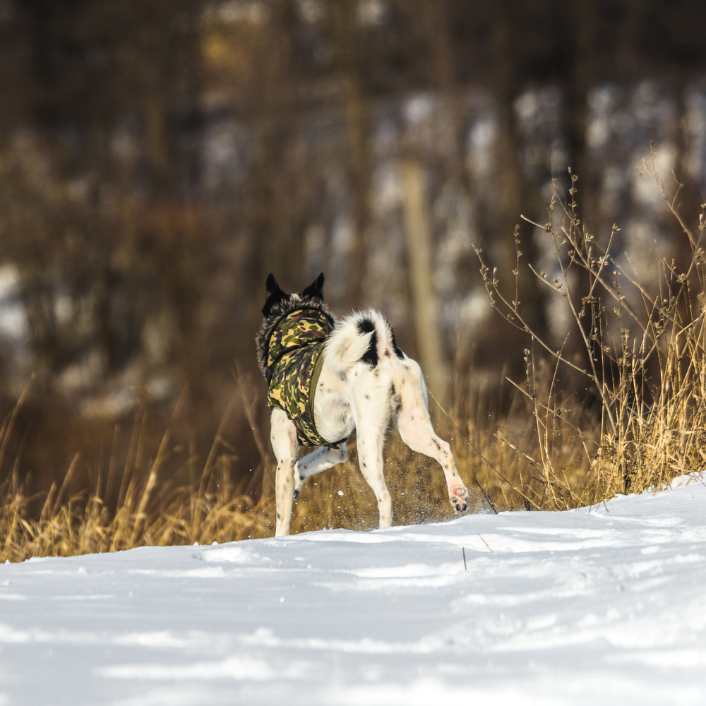 Why Does my Dog Sometimes Skip? It may be due to Patella Luxation ...