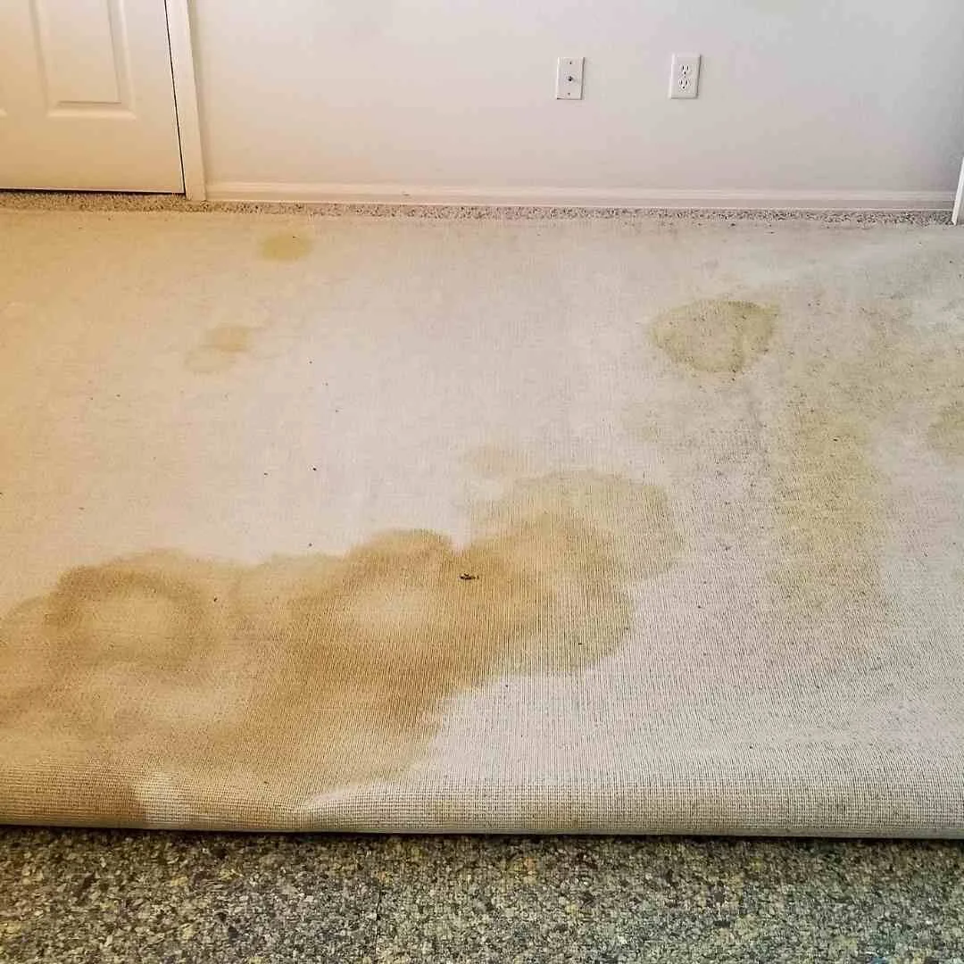 3 Reasons Why You Need To Remove Your Pet Stains — Mega Clean