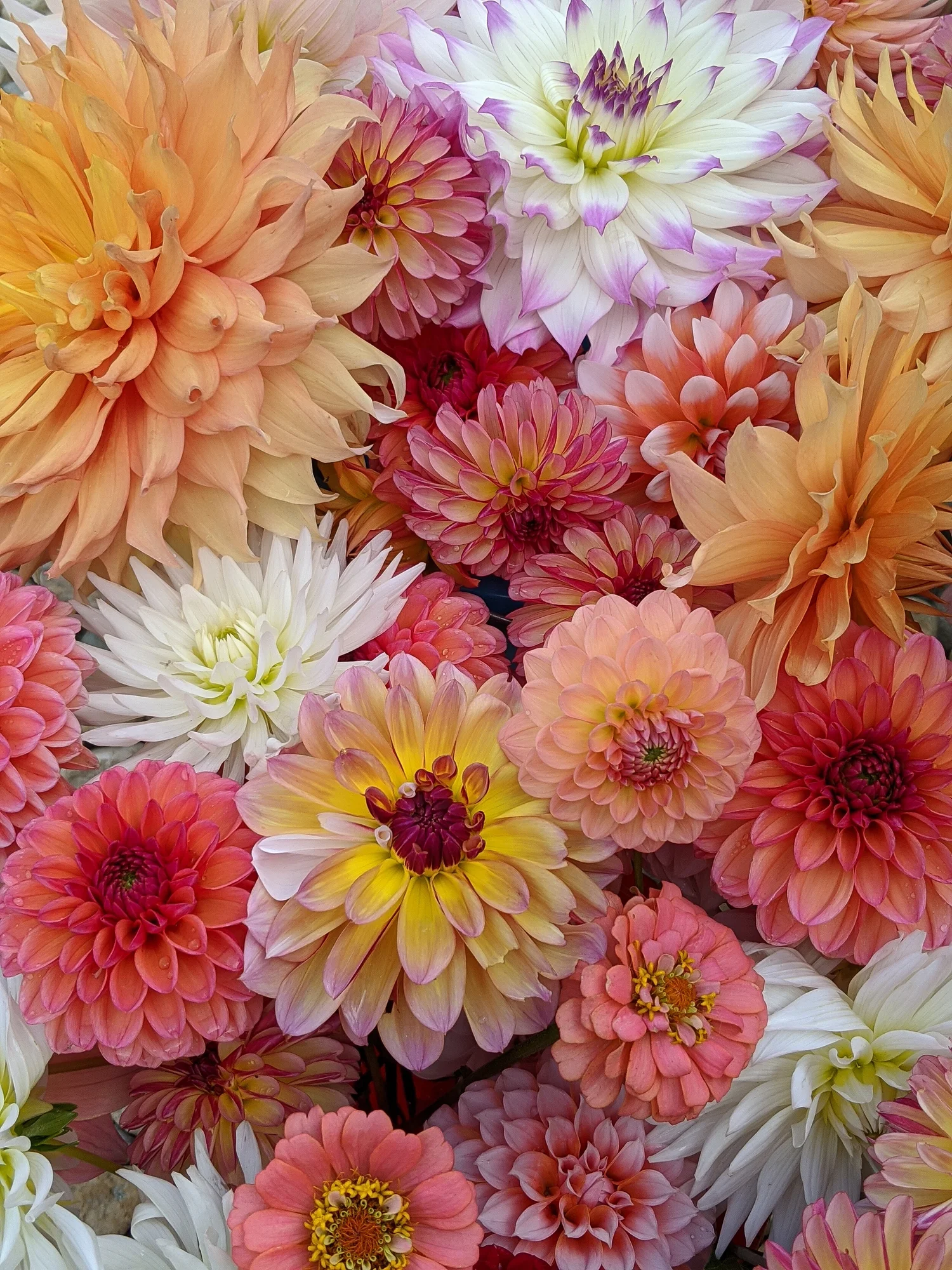 Dahlia Care — Viking Flower Patch