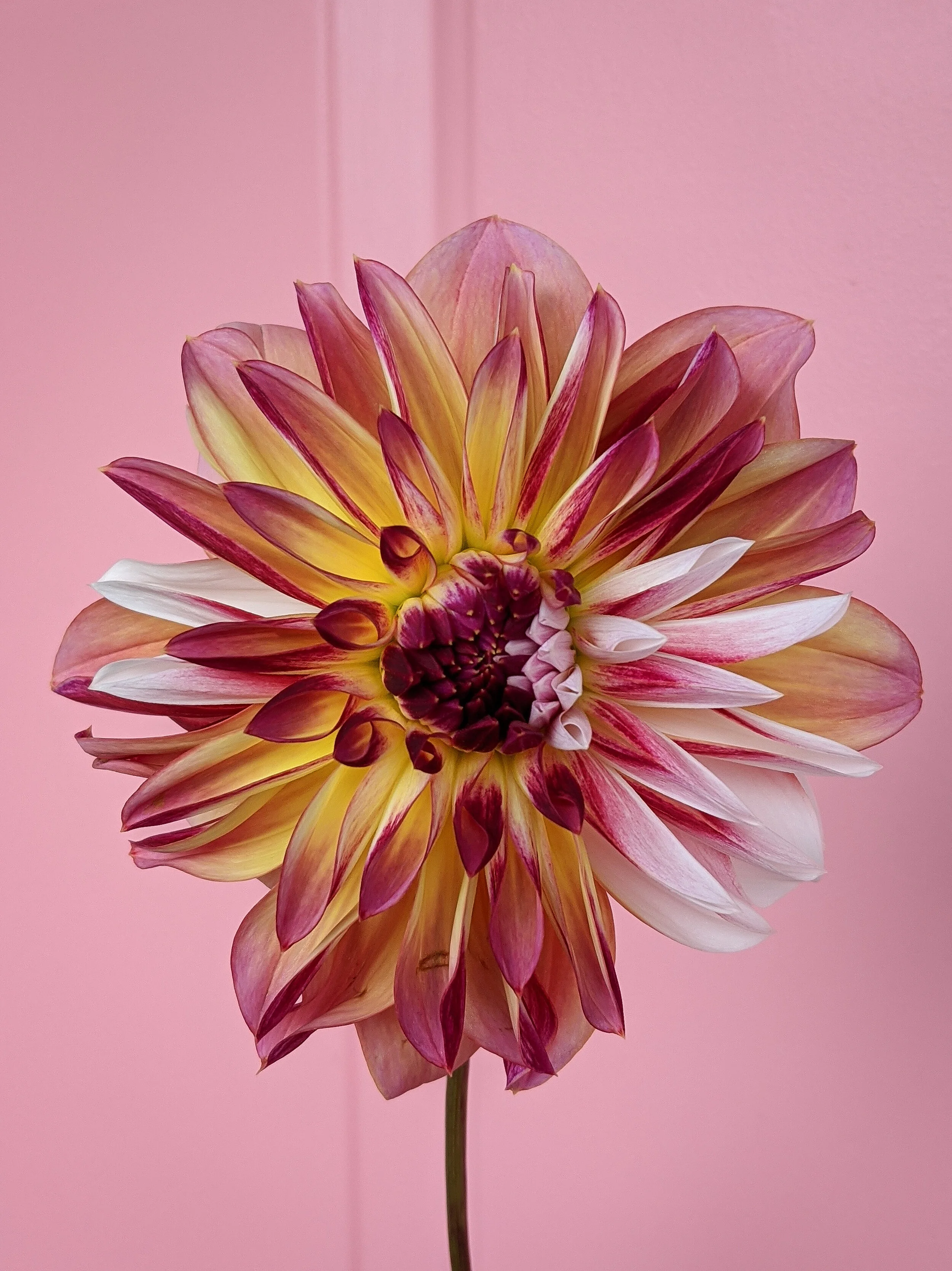 Store 2 — Viking Flower Patch