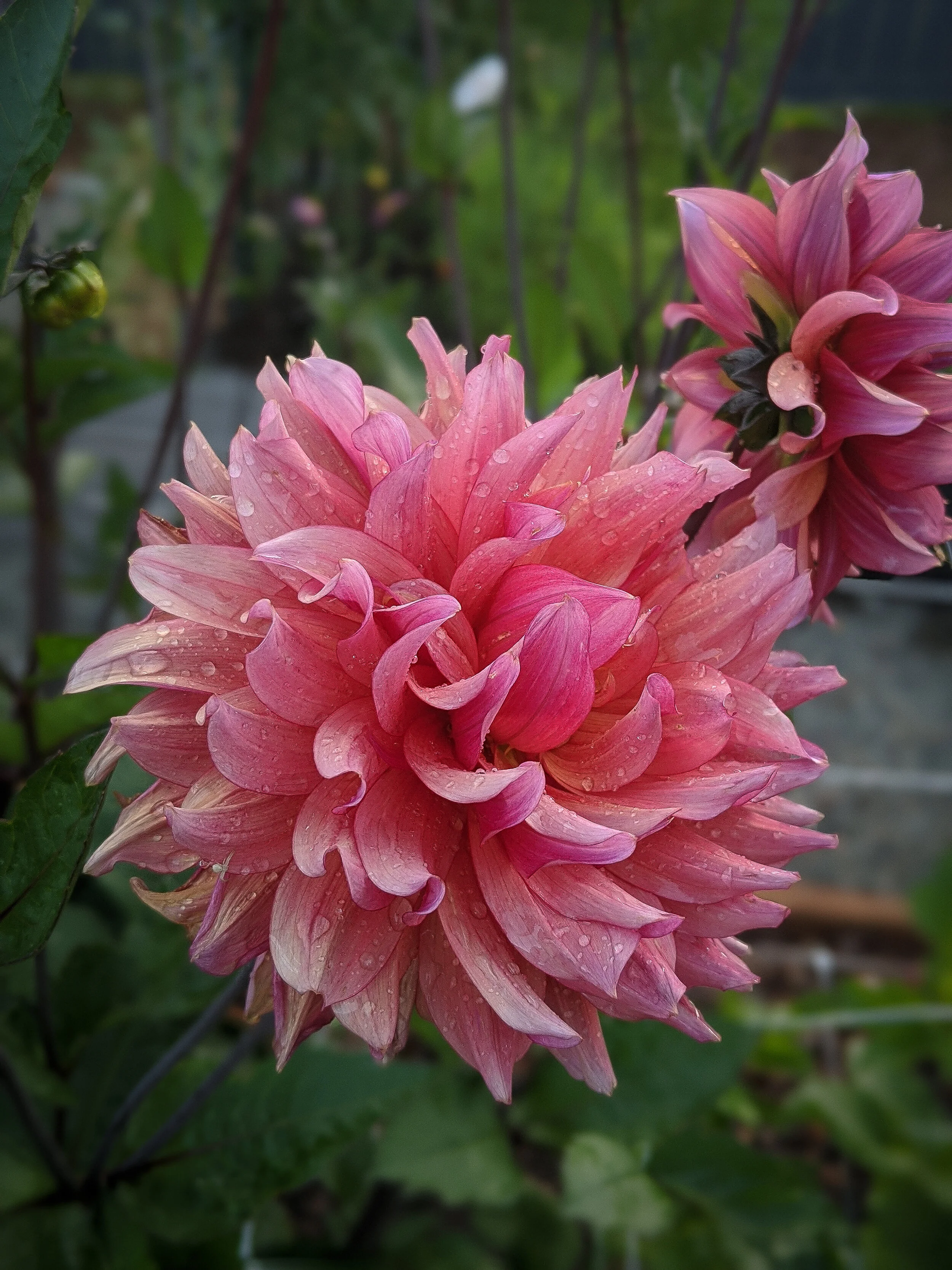 sonic bloom dahlia — Viking Flower Patch