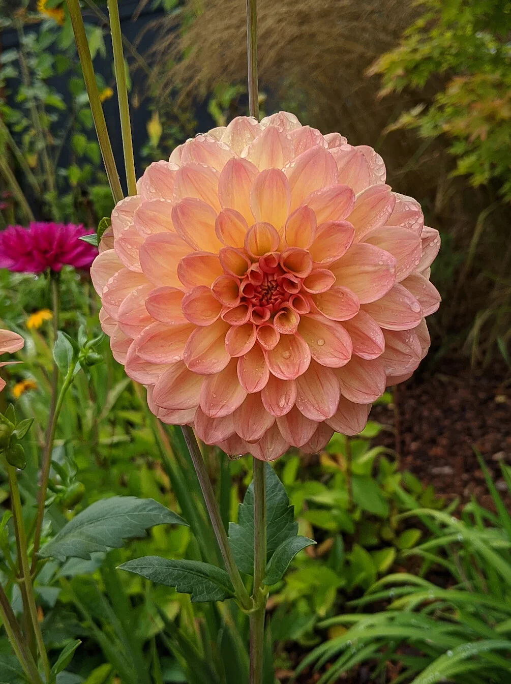 Store 2 — Viking Flower Patch