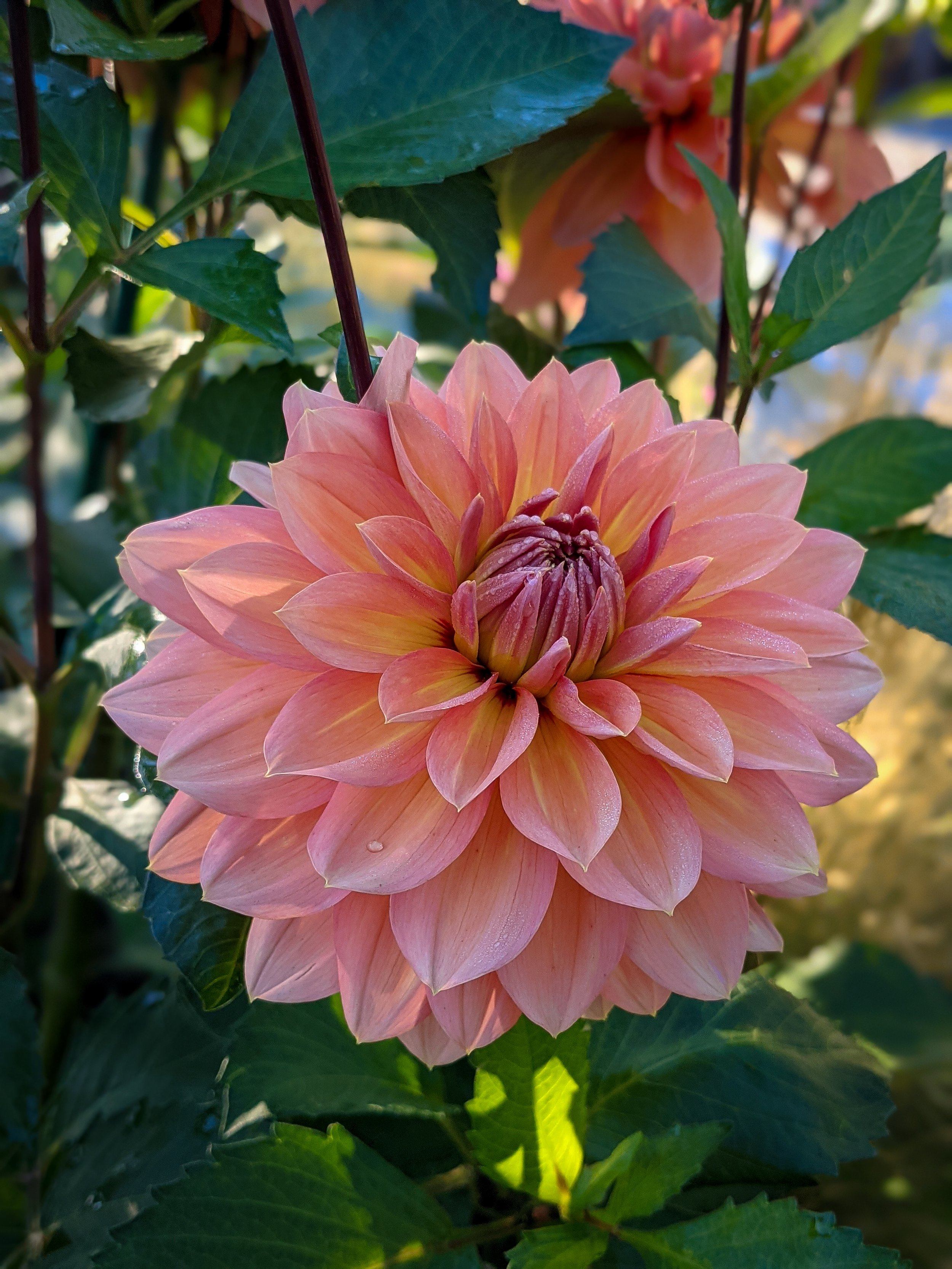 Store 2 — Viking Flower Patch