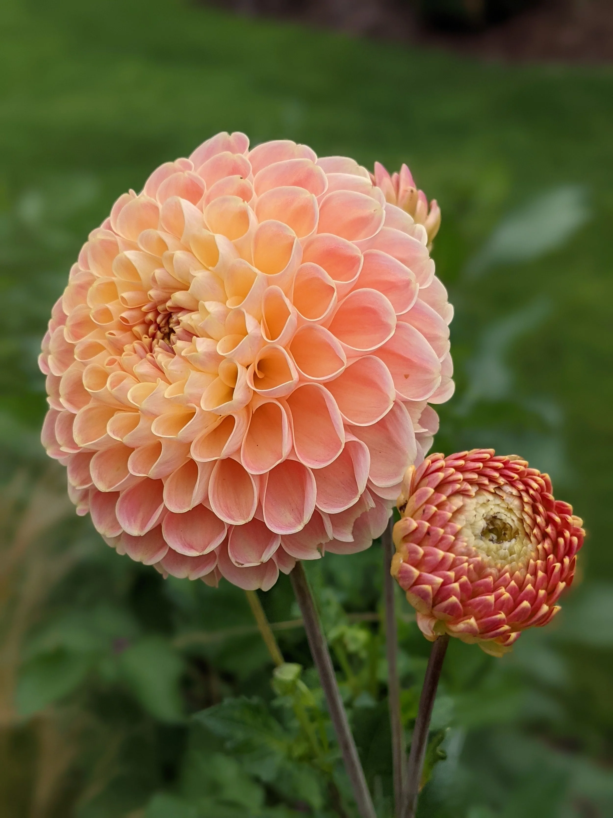 Store 2 — Viking Flower Patch