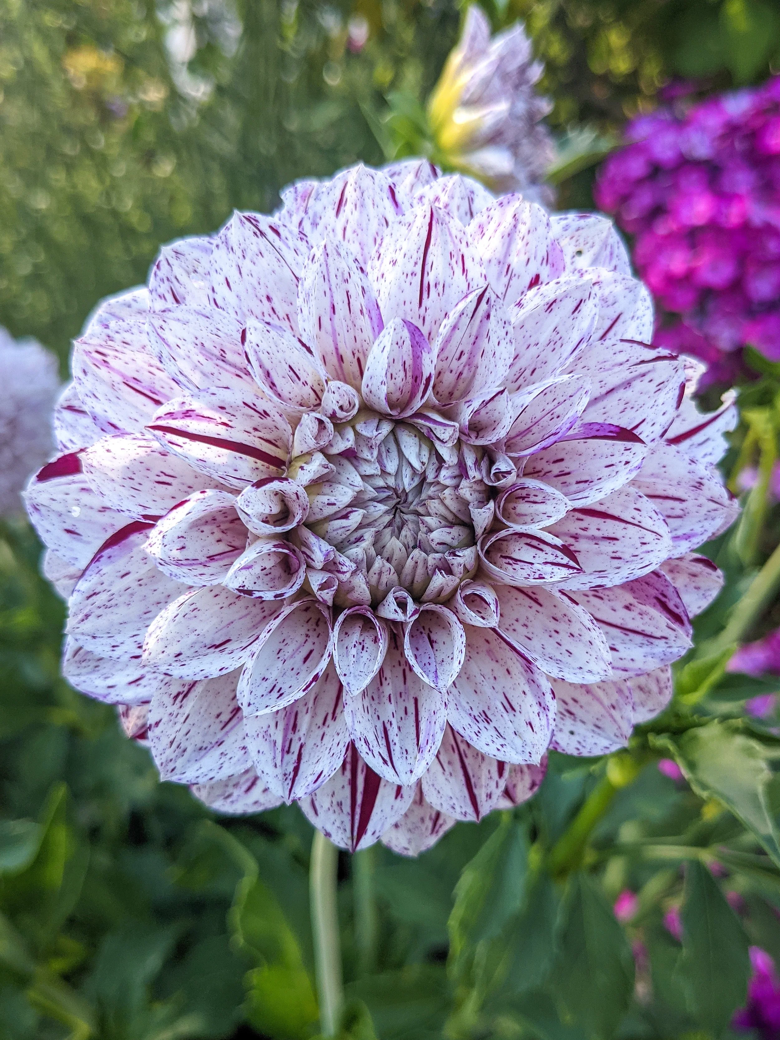 Store 2 — Viking Flower Patch