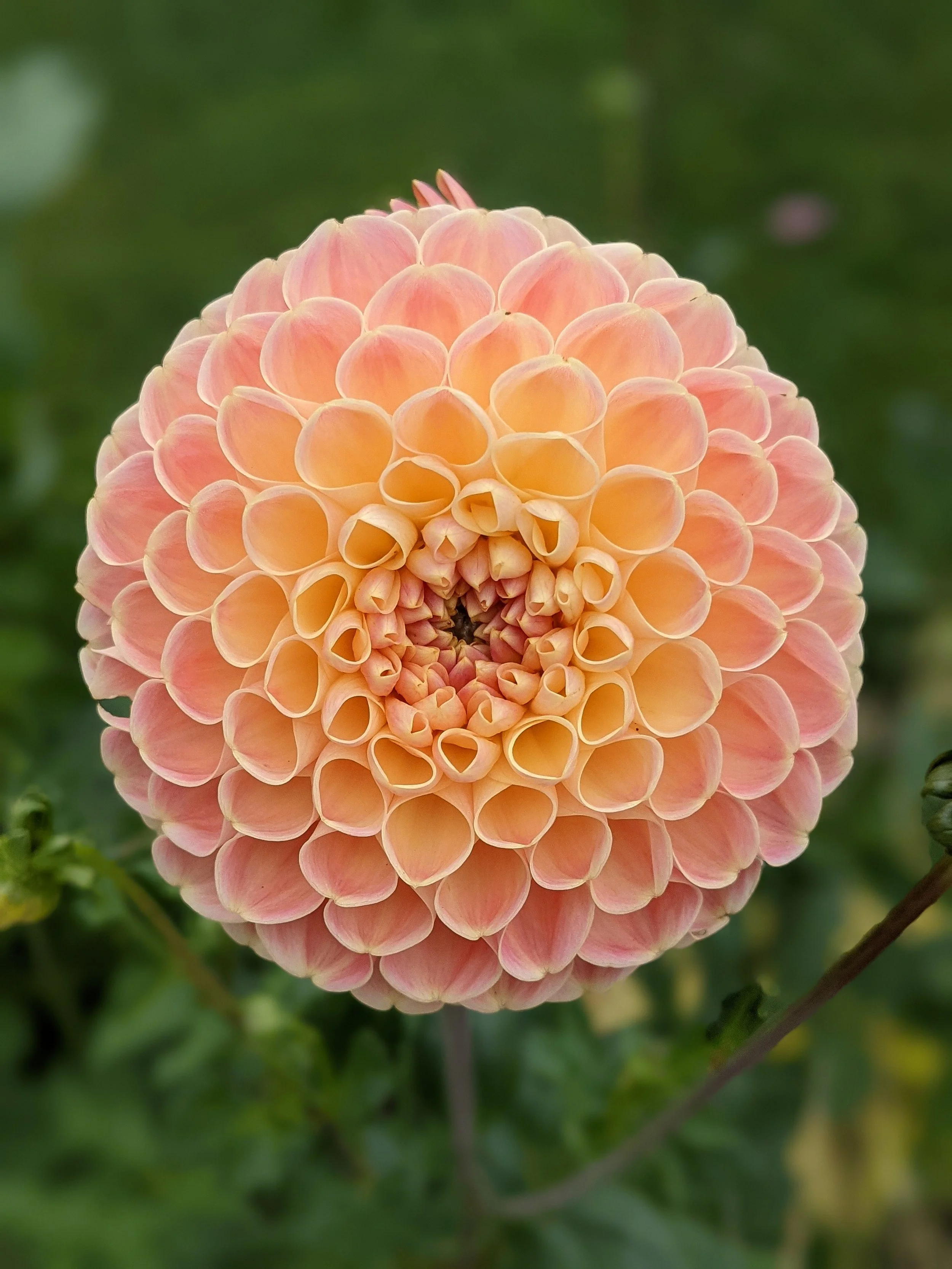 Store 2 — Viking Flower Patch