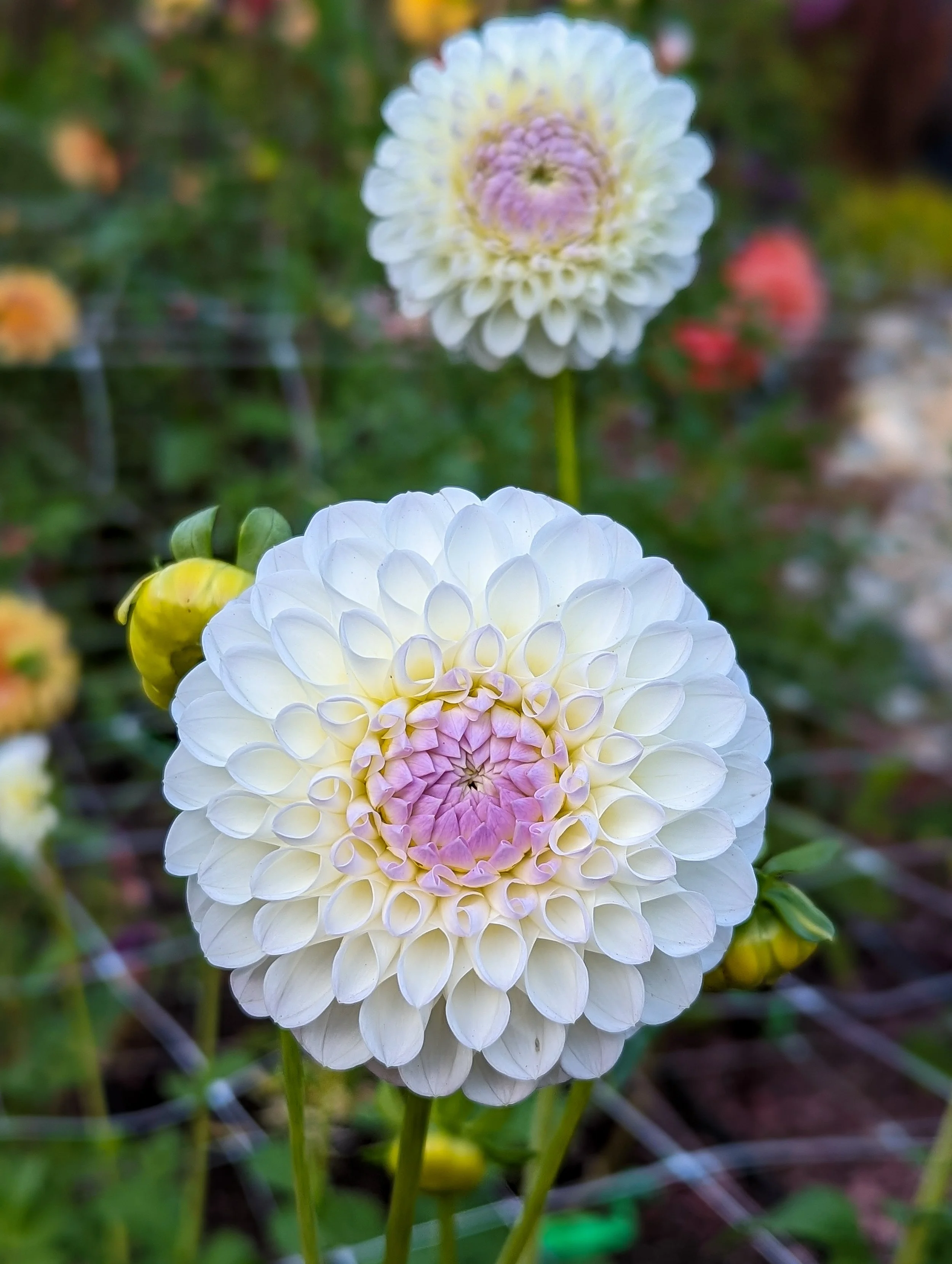 Store 2 — Viking Flower Patch