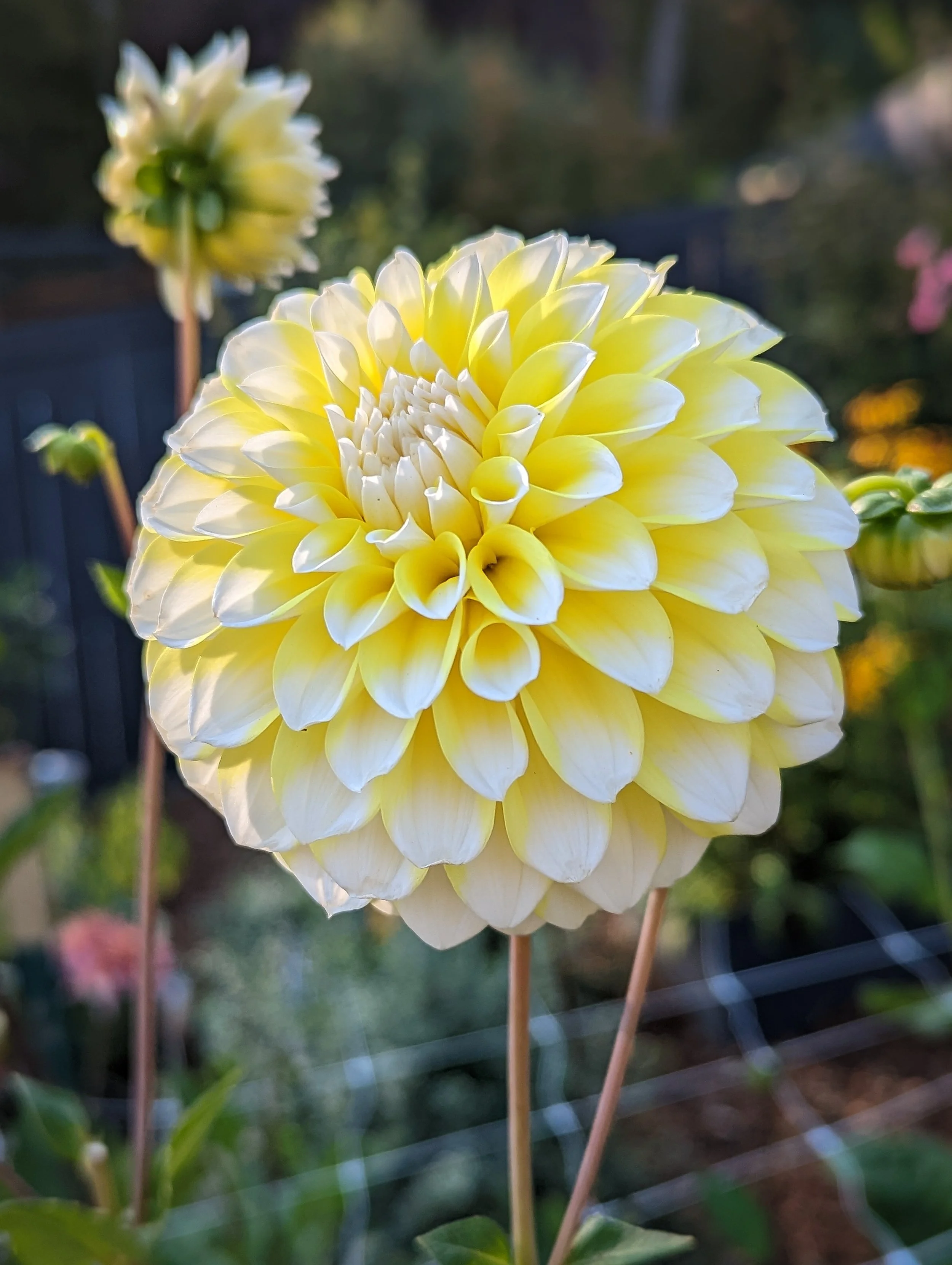 ova jo dahlia — Viking Flower Patch