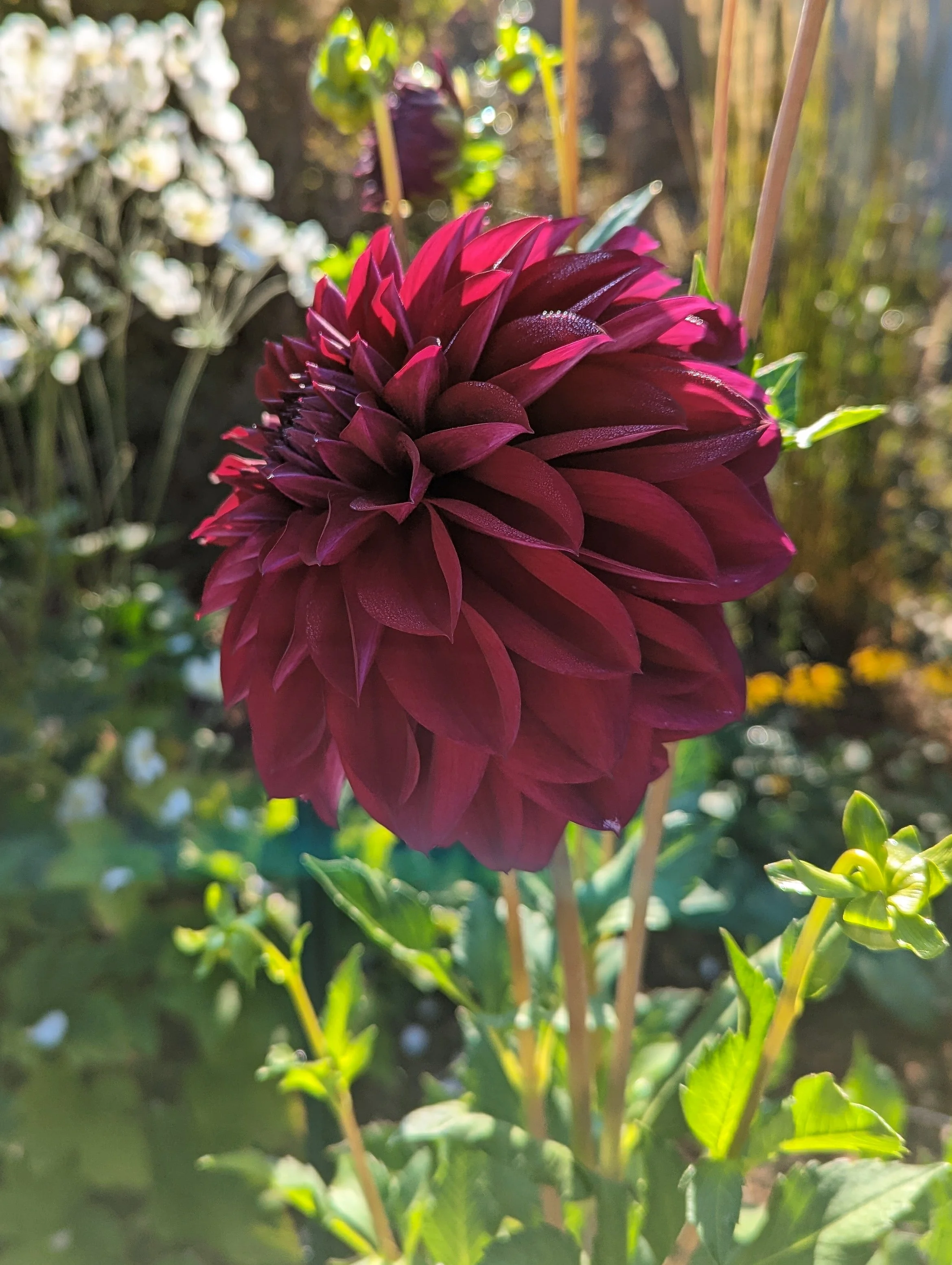 Store 2 — Viking Flower Patch