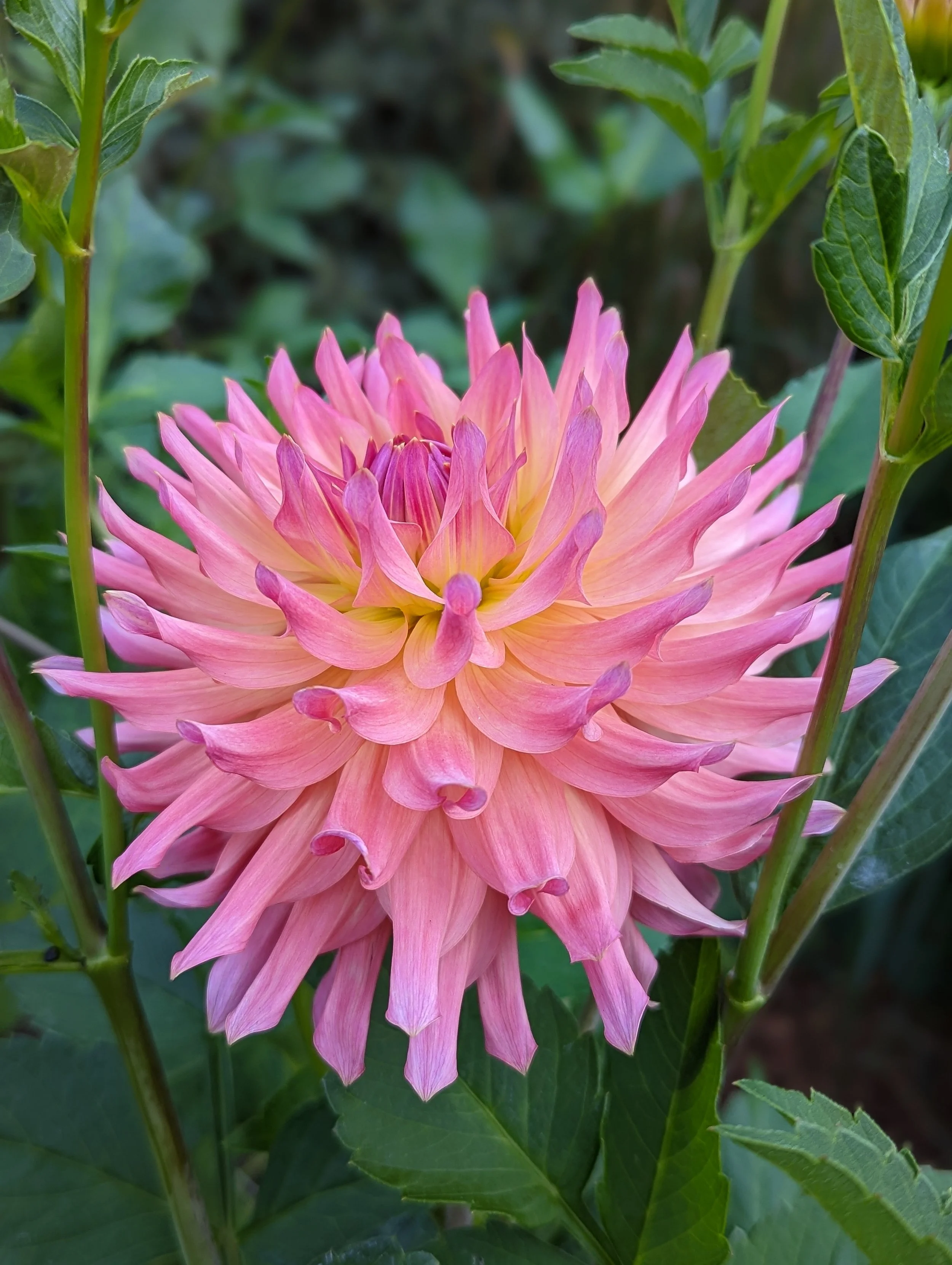 Store 2 — Viking Flower Patch