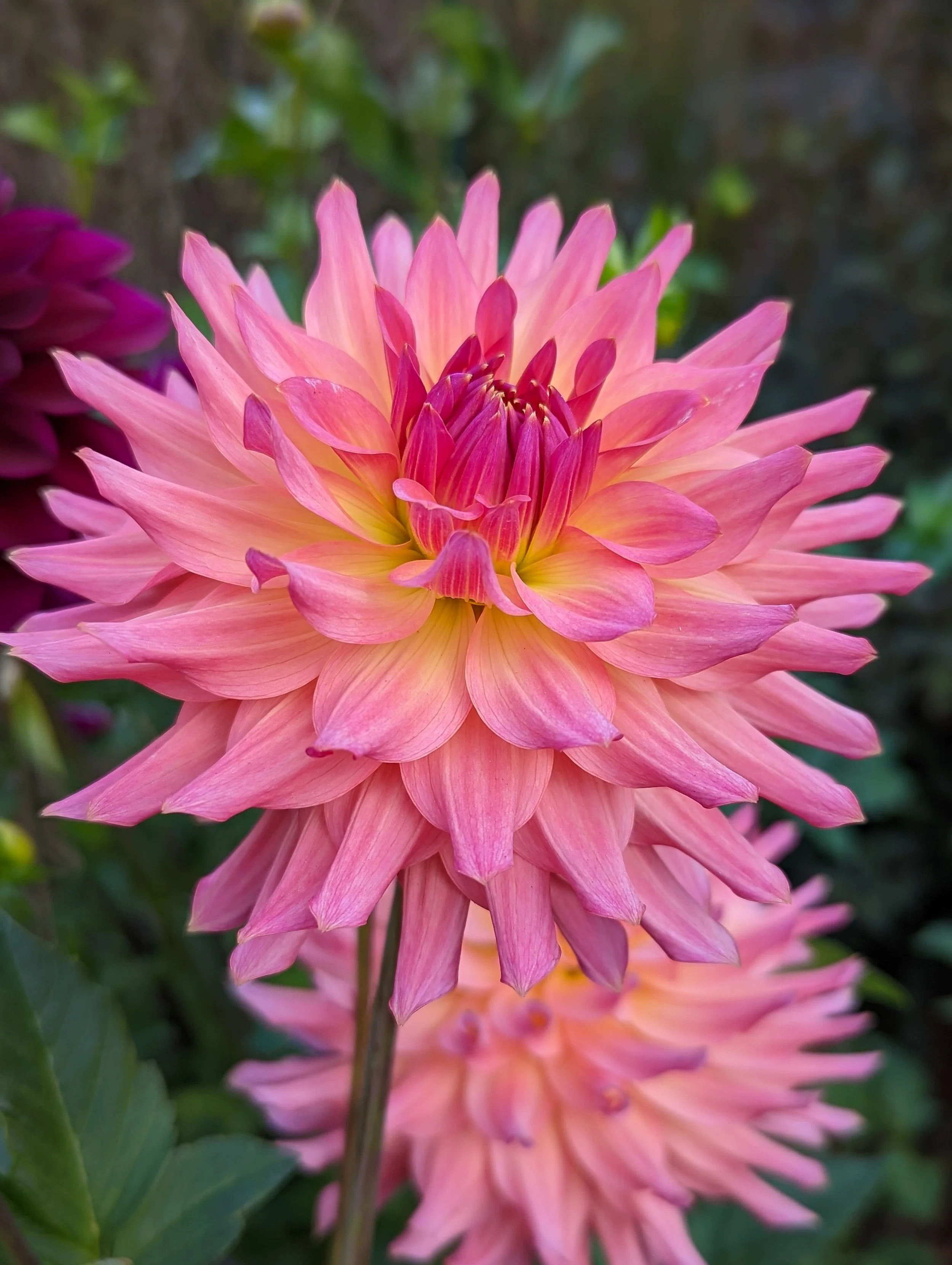 Store 2 — Viking Flower Patch