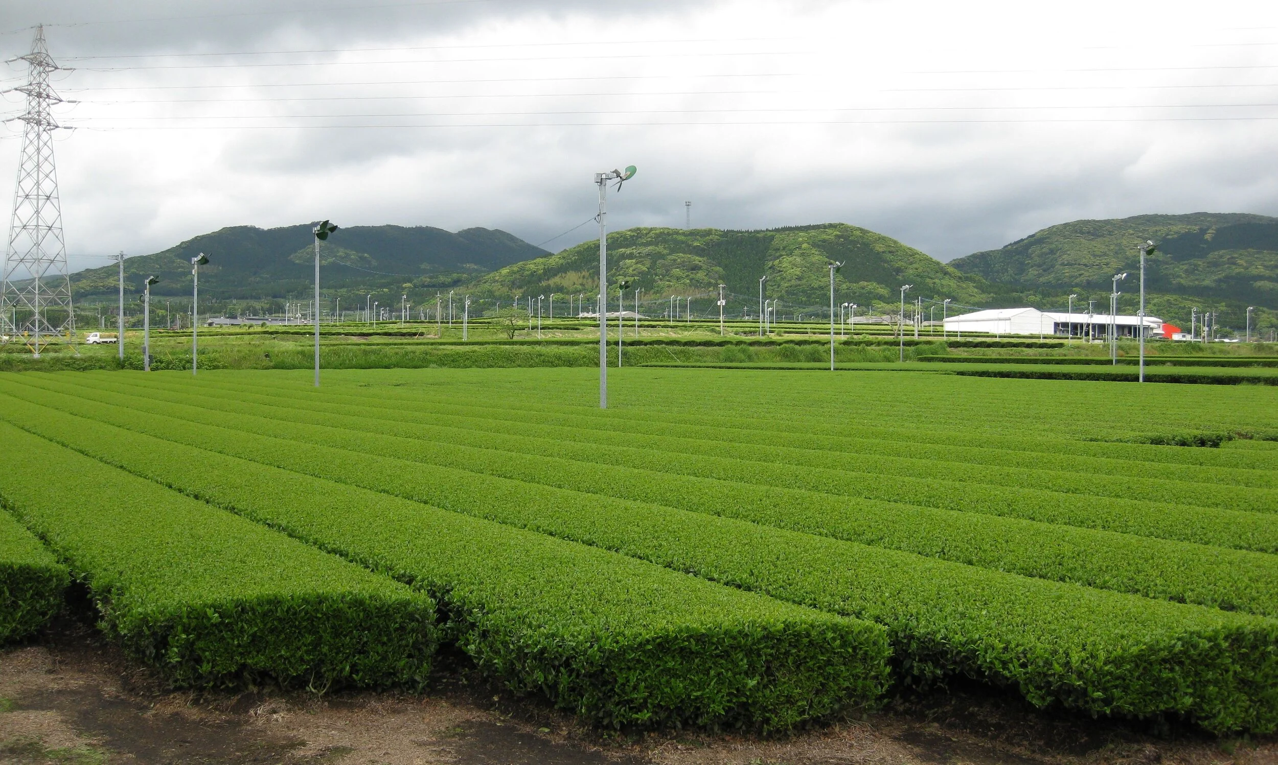 Is Japanese Tea Safe From Radiation Kill Green is-japanese-tea-safe-from-radiation-kill-green