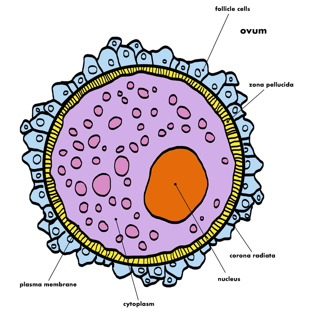 Reproduction — Learn Body Literacy