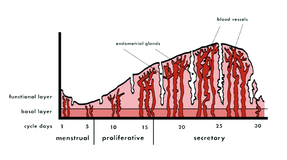 The Ovarian and Uterine Cycle — Learn Body Literacy