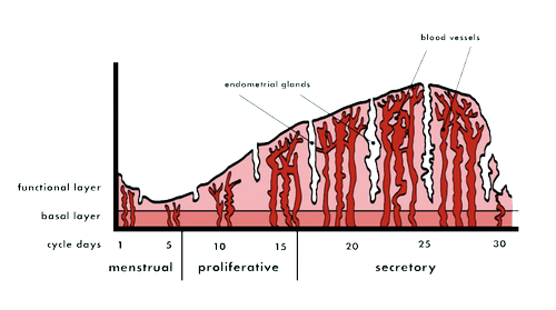 The Ovarian and Uterine Cycle — Learn Body Literacy