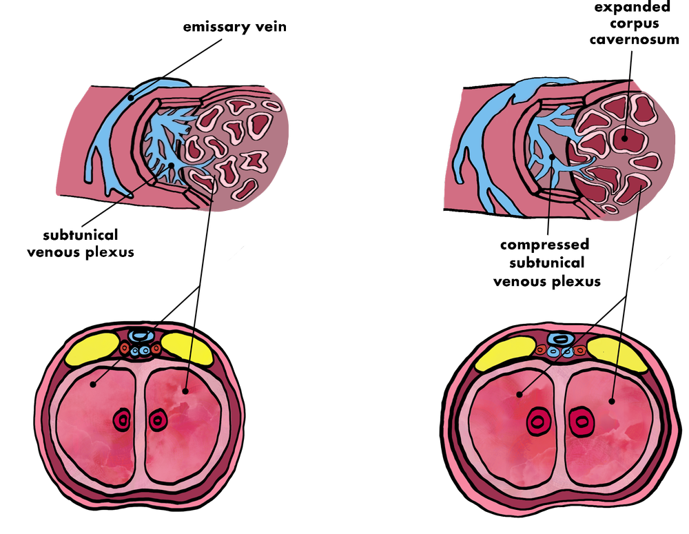 Stages of Arousal | Learn Body Literacy and Fertility Awareness — Learn ...