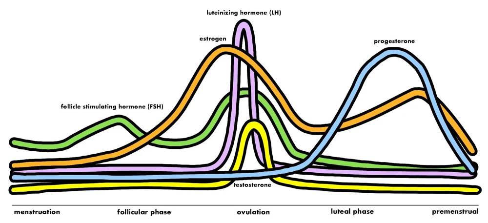 The Four Menstrual Phases Explained — Learn Body Literacy