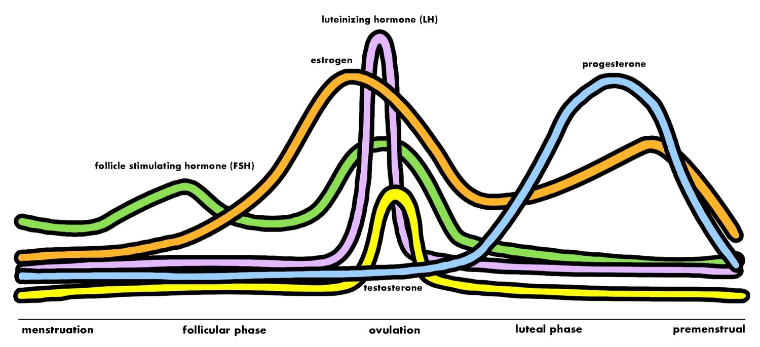 The Four Menstrual Phases Explained — Learn Body Literacy