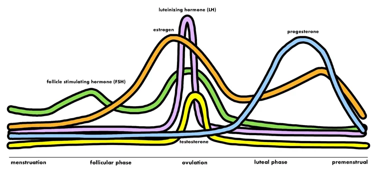 The Four Menstrual Phases Explained — Learn Body Literacy
