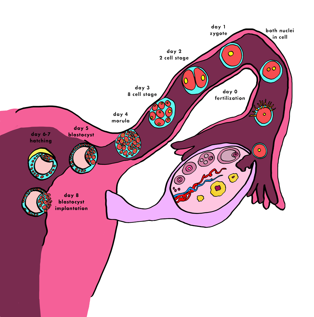 Reproduction — Learn Body Literacy
