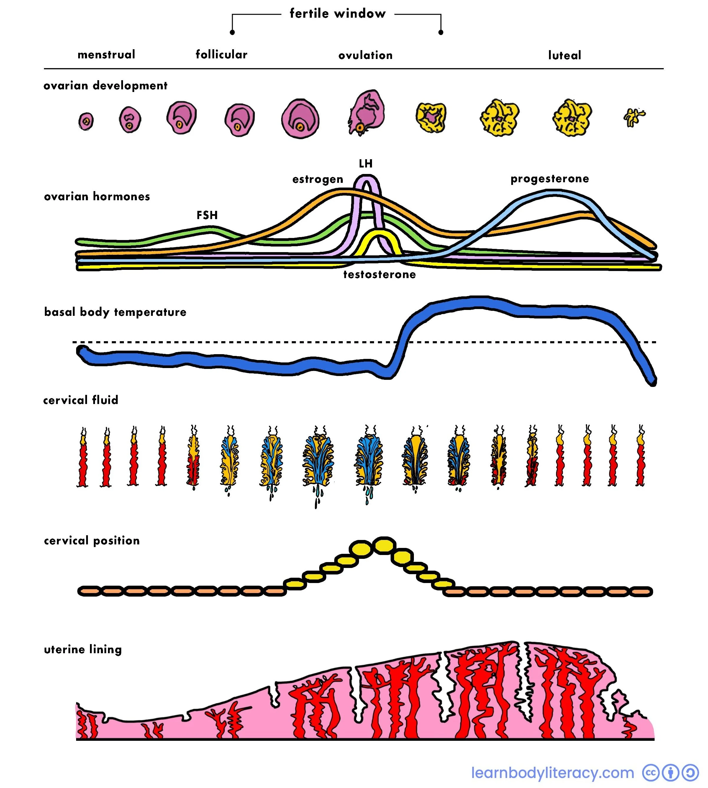 The Ovarian and Uterine Cycle — Learn Body Literacy