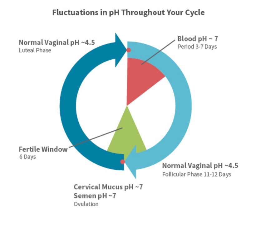 A Guide to Vaginal pH — Learn Body Literacy