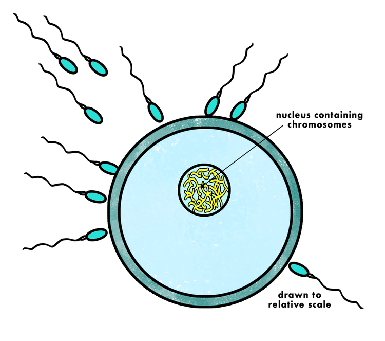 Reproduction — Learn Body Literacy