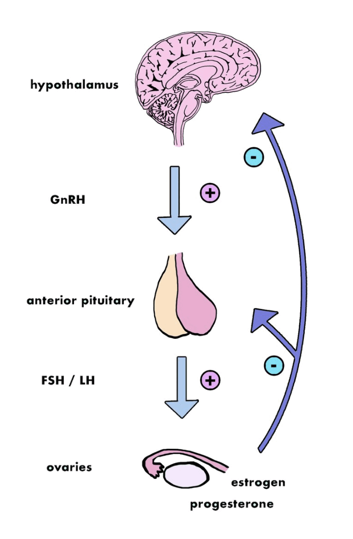 The Ovarian and Uterine Cycle — Learn Body Literacy