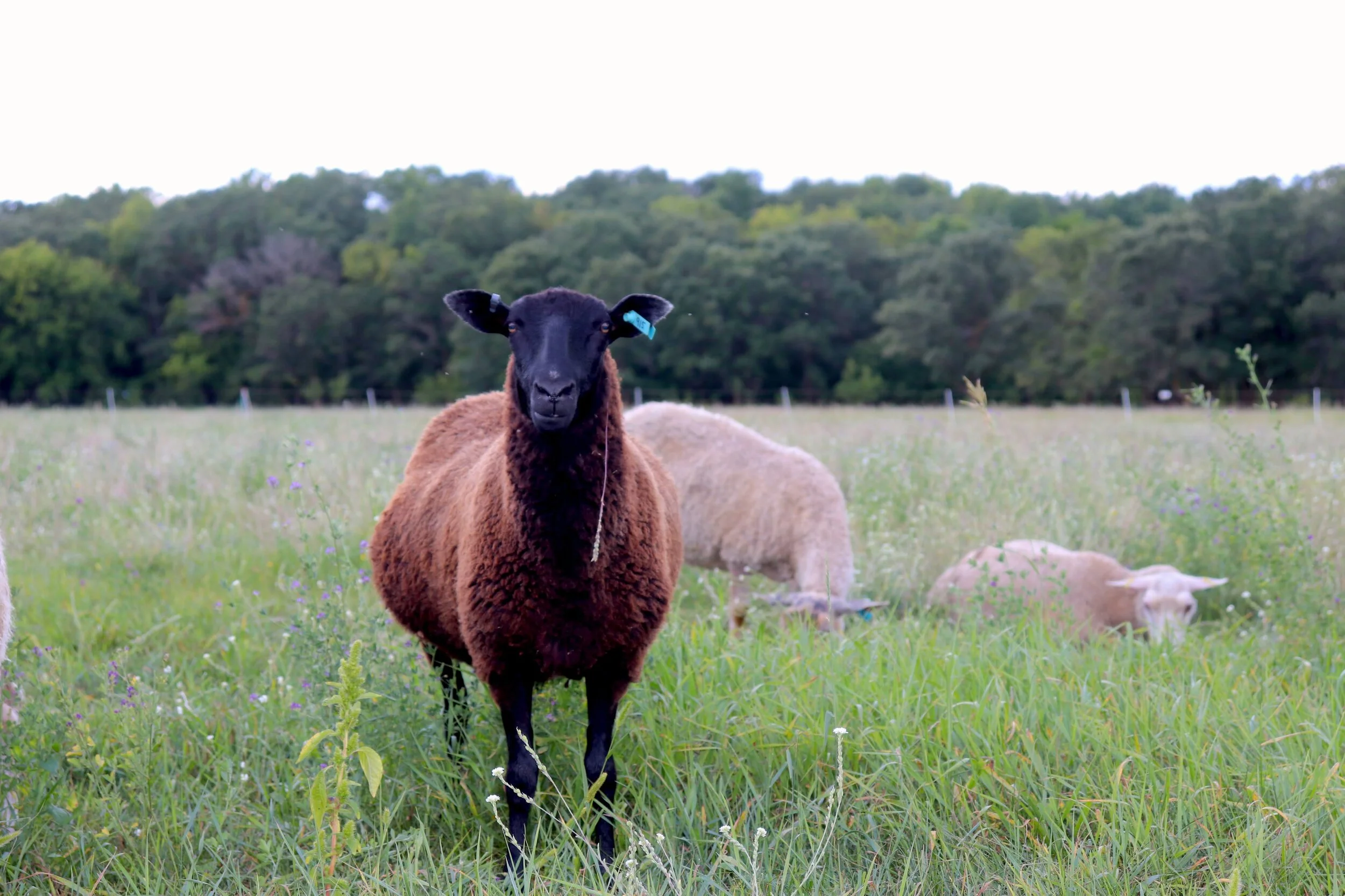 About — Green Pastures Farm