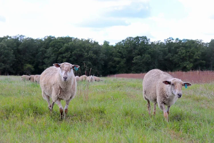 General 1 — Green Pastures Farm