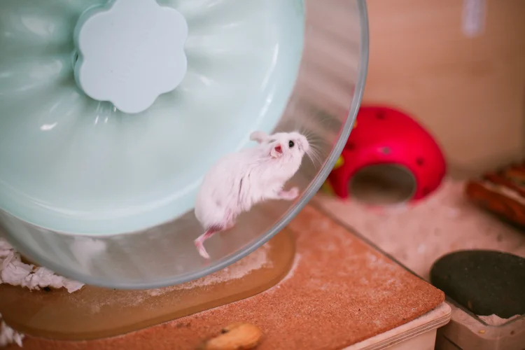 How to Make a Natural Hamster Enclosure — Rachel Got Hamsters