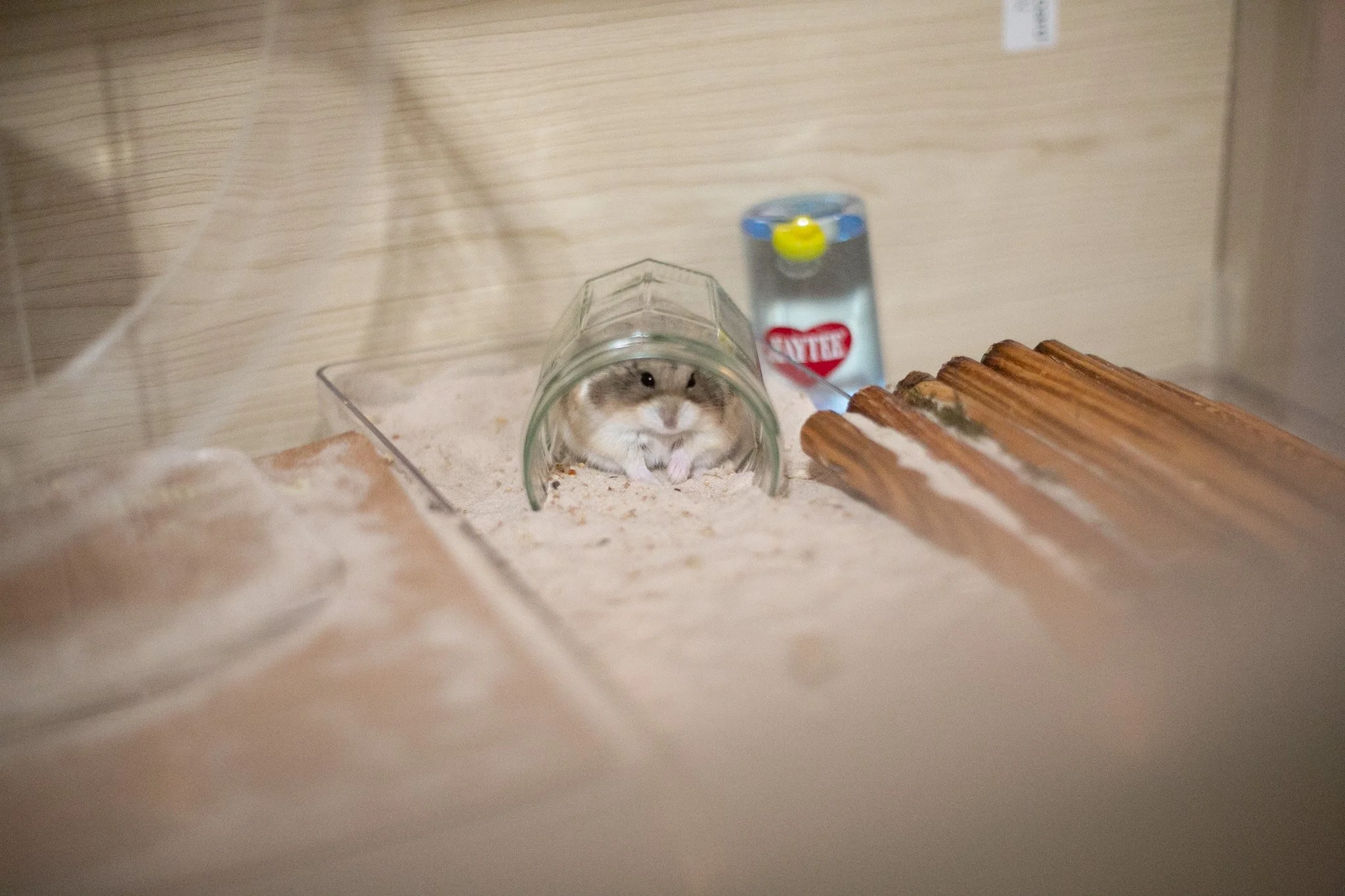 Sand Baths — Rachel Got Hamsters