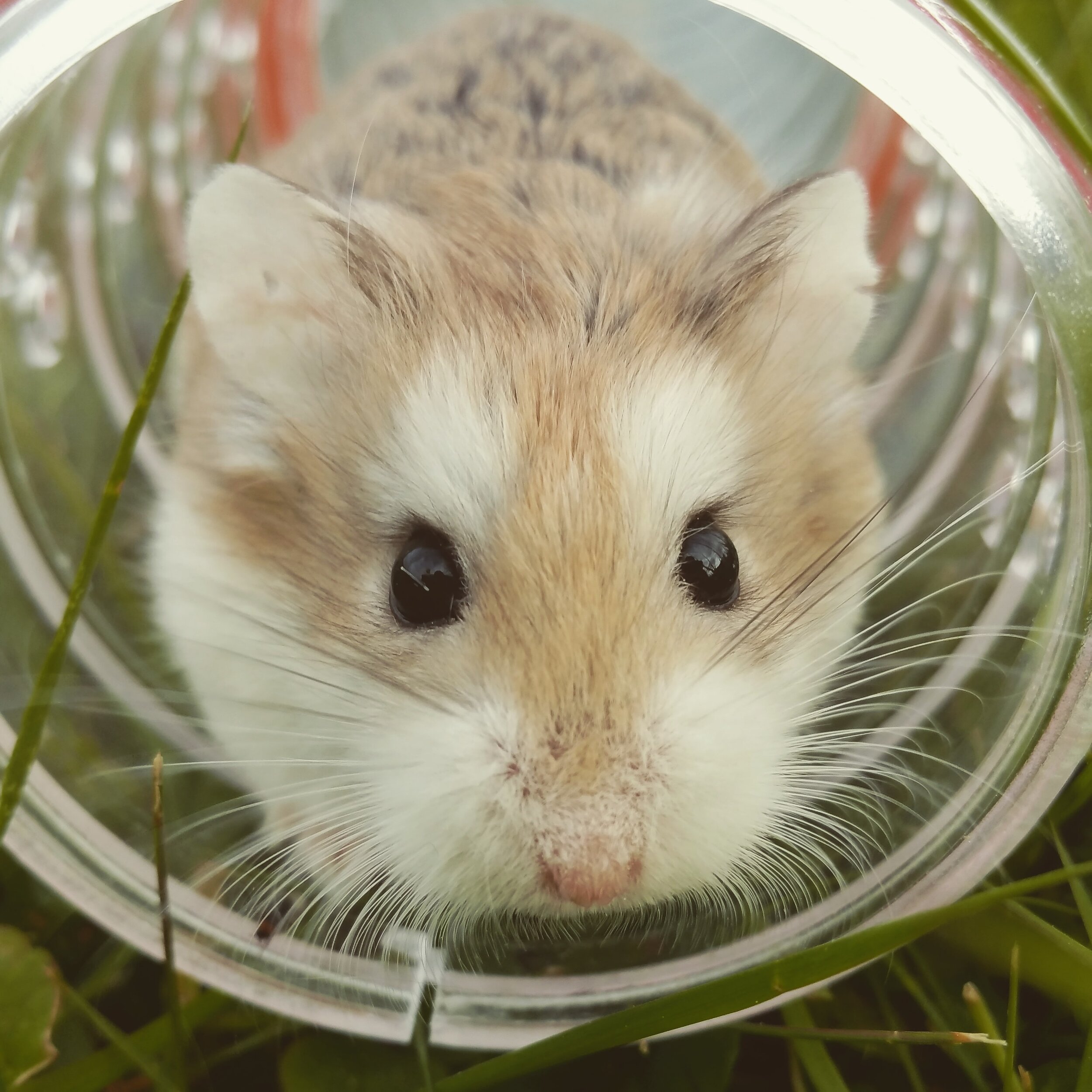 Great Hamster Gift Ideas — Rachel Got Hamsters