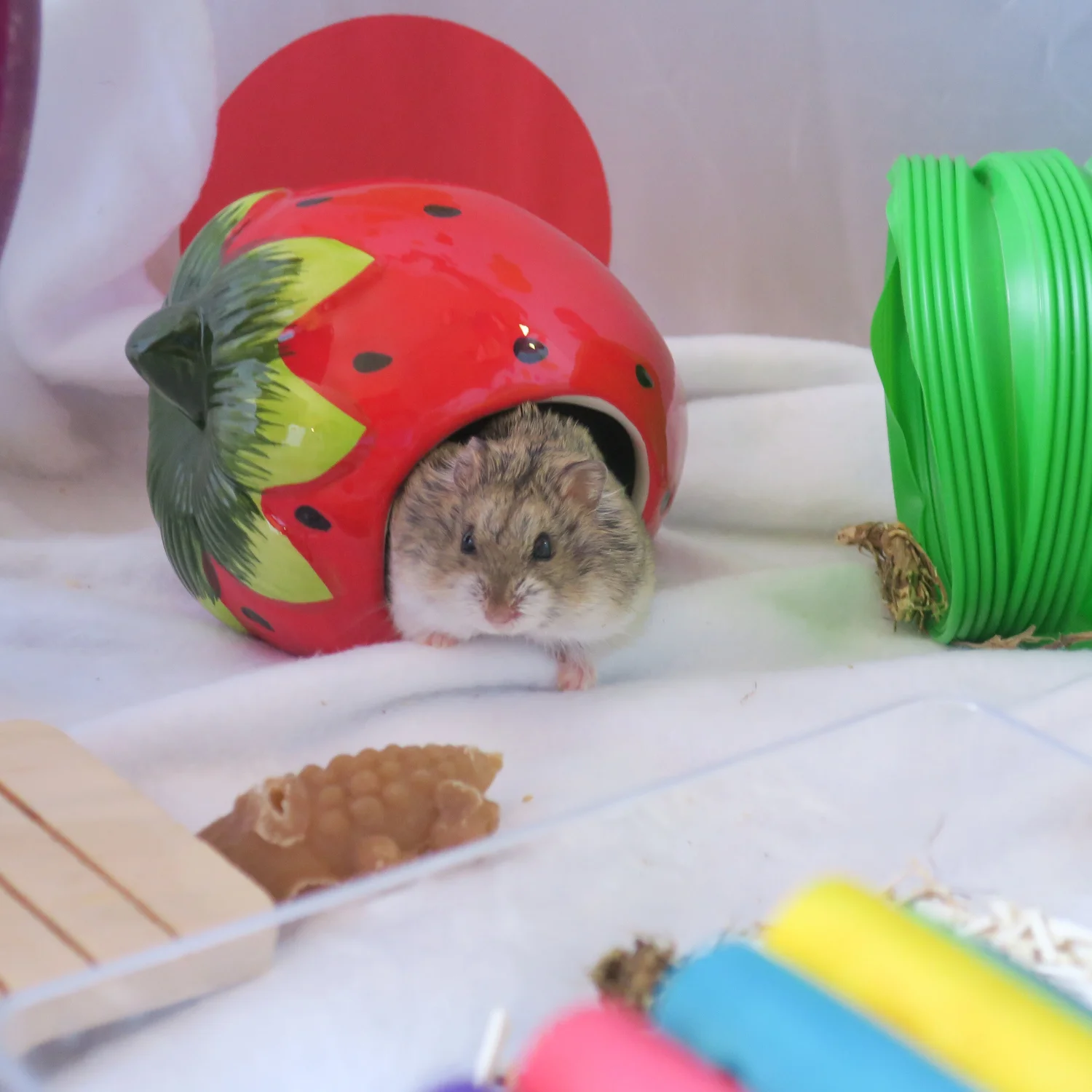 Hamster Playpens — Rachel Got Hamsters