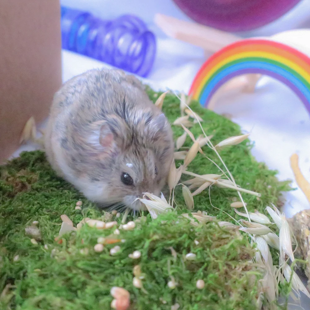 Hamster Playpens — Rachel Got Hamsters