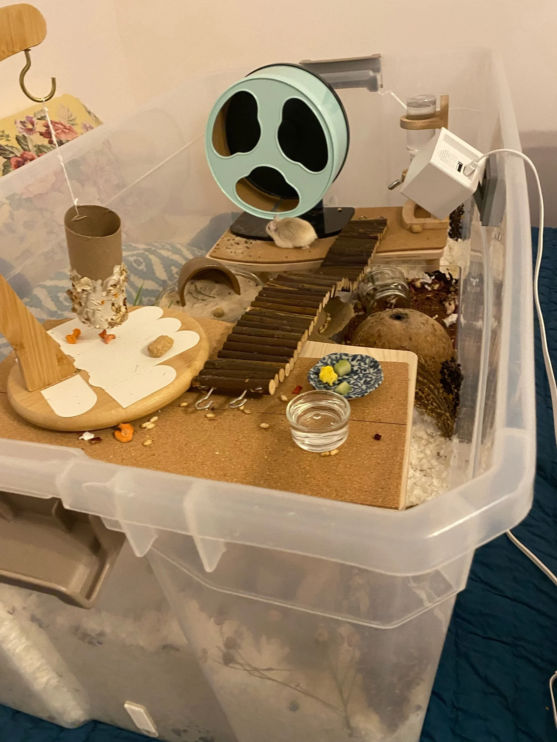 Setting Up a Hamster Cage — Rachel Got Hamsters