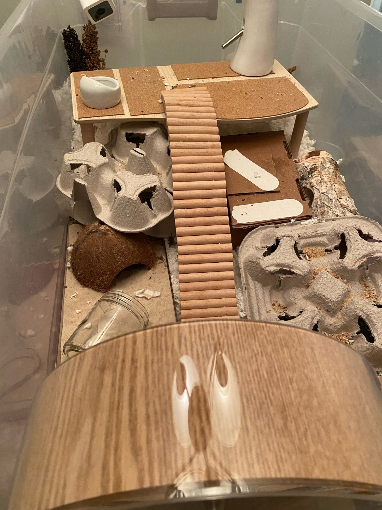 Setting Up a Hamster Cage — Rachel Got Hamsters